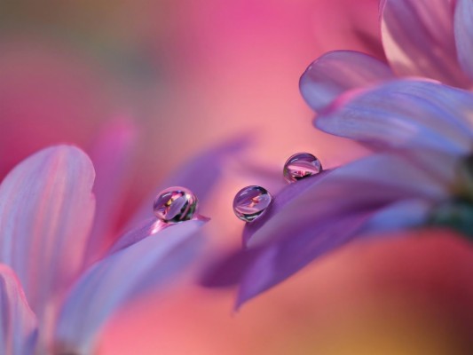 Best Mobile Macro Photography - 1920x1440 Wallpaper - teahub.io