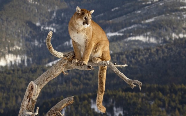 Cougar In Winter - Mountain Lions In Montana - 640x960 Wallpaper ...