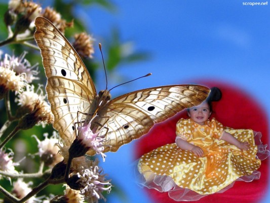 Projapoti - 1024x768 Wallpaper - teahub.io