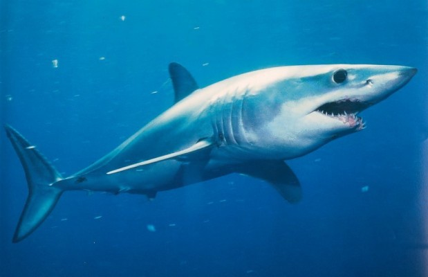 Mako Shark - 869x561 Wallpaper - teahub.io