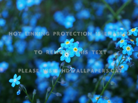 Forget Me Not Mural - 1001x723 Wallpaper - teahub.io