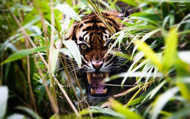 1920x1080, Bengal Tiger Roar Wallpaper - Roaring Tiger Images Hd ...