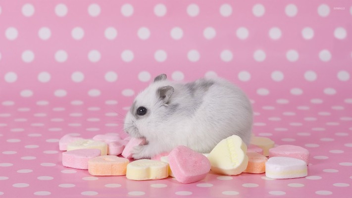 Cute Animals Eating Candy - 1920x1080 Wallpaper - teahub.io