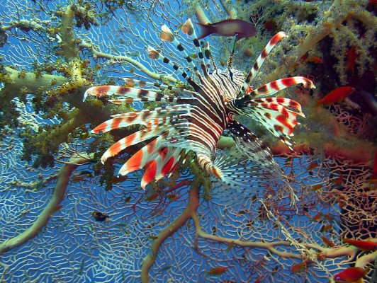White, Black, And Red Lion Fish, Lionfish, Red Fire - 910x683 Wallpaper ...