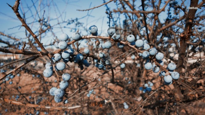 High Resolution Western Hd Wallpaper Id - Lieutenant Blueberry ...