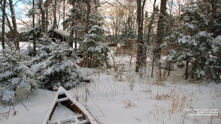 Winter In Jungle - 1920x1080 Wallpaper - teahub.io