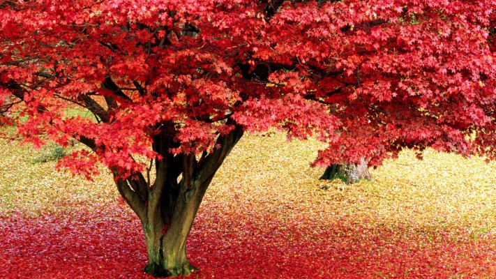 Maple Tree Wallpaper - 2560x1440 Wallpaper - teahub.io