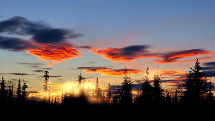 Forest Tree Sunset - 3840x2160 Wallpaper - teahub.io