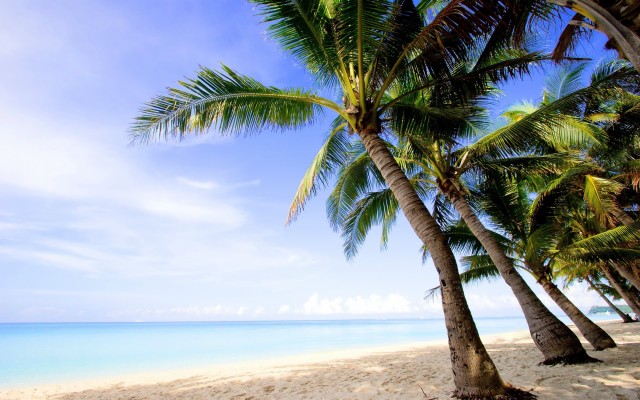 Tropical Beach With Palm Trees Beautiful Sky Blue Sea - Tropical ...
