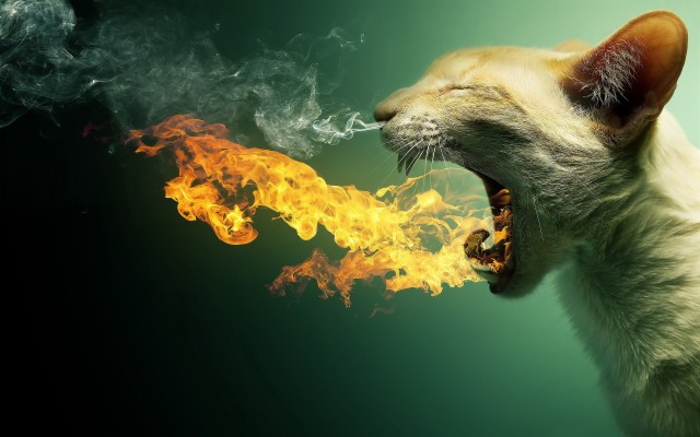 4k Cat Fire - 1920x1200 Wallpaper - teahub.io