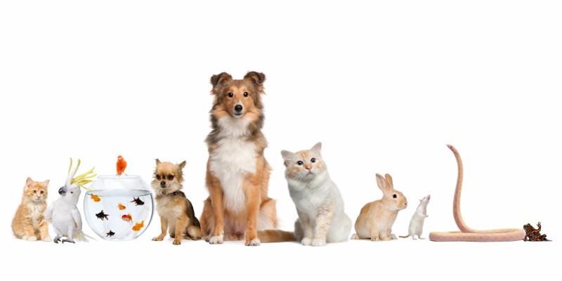 Variety Of Pets - 9000x4500 Wallpaper - teahub.io