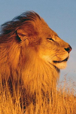 Sfondo Leone Iphone - 1080x1920 Wallpaper - teahub.io