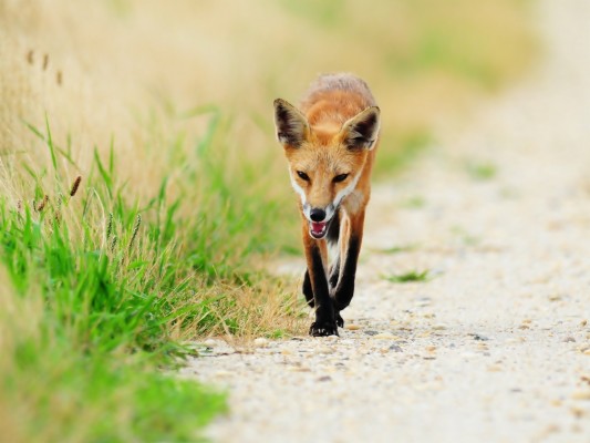 Wallpaper Fox, Thin, Grass, Sick, Unhappy - Thin Fox - 1600x1200 ...