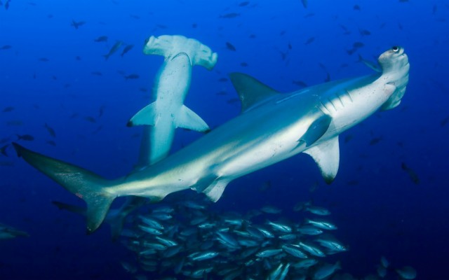 Life Cycle Of A Hammerhead Shark Diagram - 3840x2400 Wallpaper - teahub.io