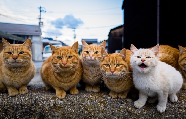 Photo Wallpaper Look, Cats, Group, Family - Cats Group - 1332x850 ...
