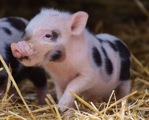 1920x1080, Baby Pigs In The Hat Wallpaper - Baby Pig Wallpaper Hd ...