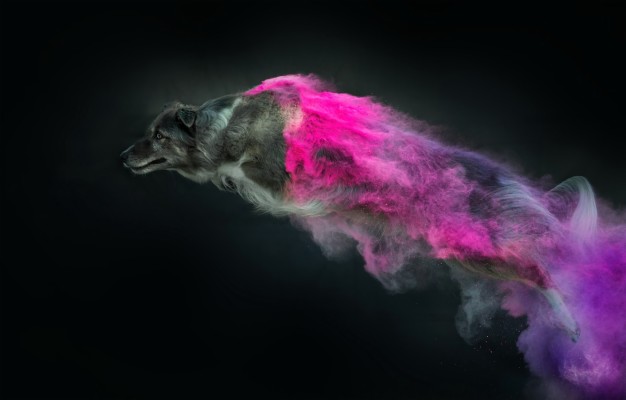 Photo Wallpaper Each, Color, Dog, Dust - Dog - 1332x850 Wallpaper ...