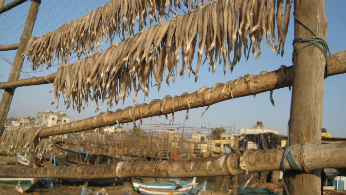 Many Types Of Fish - 1920x1201 Wallpaper - teahub.io