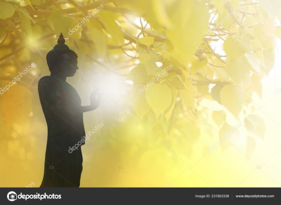 Bodhi Tree Wallpaper - 1920x1080 Wallpaper - teahub.io