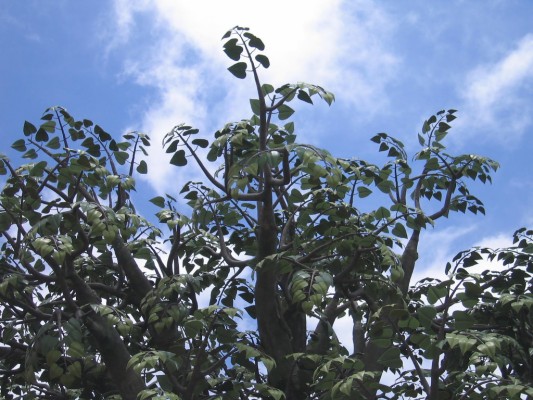 Plane-tree Family - 3648x2736 Wallpaper - teahub.io