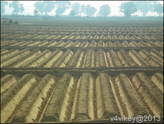 Beauty Of Indian Fields - Field - 1030x776 Wallpaper - teahub.io