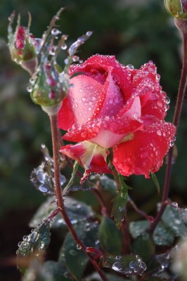 Wet Red Rose - Rose Hd - 1920x1200 Wallpaper - teahub.io