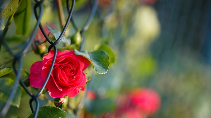 Raining Flowers Rose Hd Wallpaper Desktop Raining Flowers - High ...