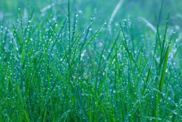Rain On Green Grass - 1920x1200 Wallpaper - teahub.io