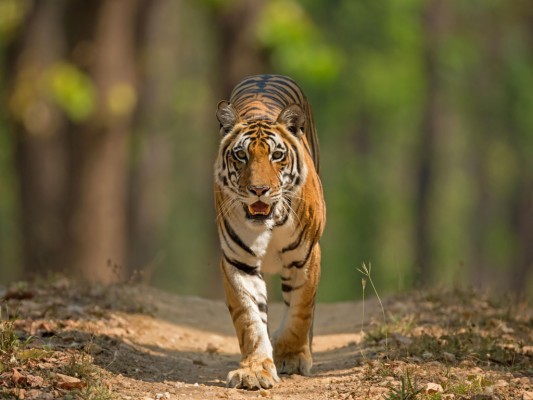 Dominant Male Tiger Munna From Kanha National Park - Kanha Tiger ...