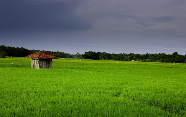 Paddy Field - 1280x720 Wallpaper - teahub.io