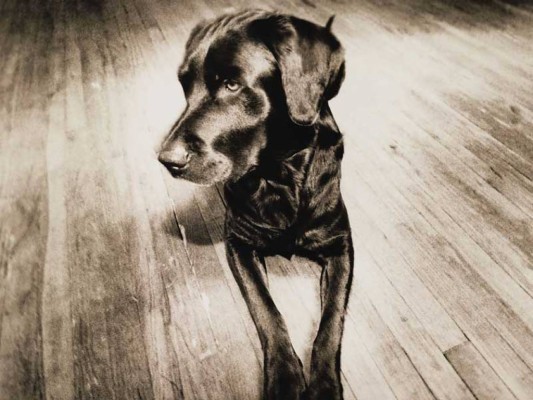 Good Friend - Windows Xp Wallpaper Dog - 1024x768 Wallpaper - teahub.io