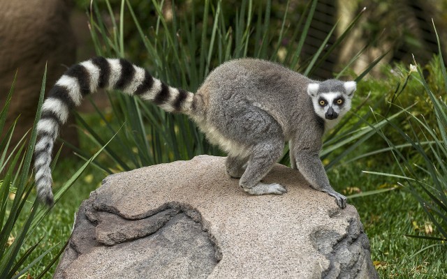 Lemur G67958 Patton - 1000x1000 Wallpaper - teahub.io
