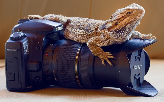 Animals With Camera - 1280x853 Wallpaper - teahub.io