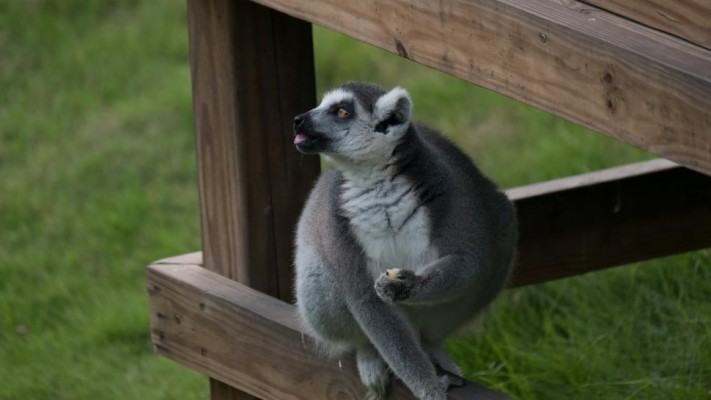 Lemur G67958 Patton - 1000x1000 Wallpaper - teahub.io