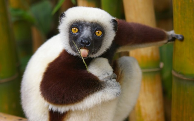 Cute Lemur - 1920x1200 Wallpaper - teahub.io