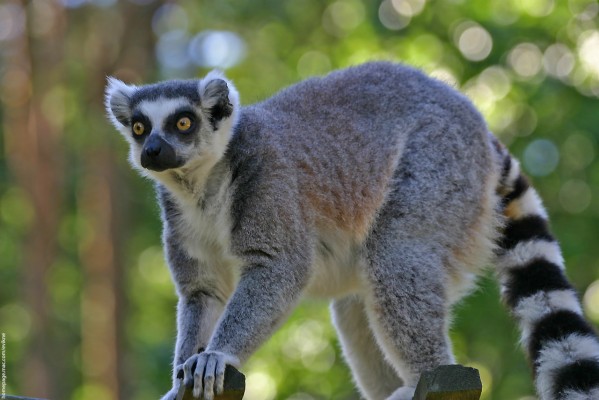 Lemur G67958 Patton - 1000x1000 Wallpaper - teahub.io