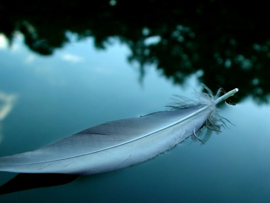 Feathers Floating On Water - 1024x768 Wallpaper - teahub.io