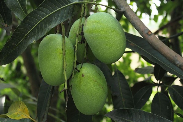 Mango, Tree, Green, Food, Health, Healthy, Food And - Download Images ...
