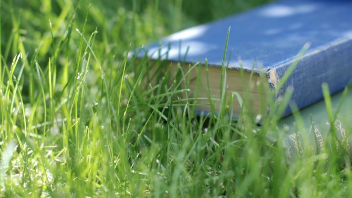 Old Grass - 1920x1080 Wallpaper - teahub.io