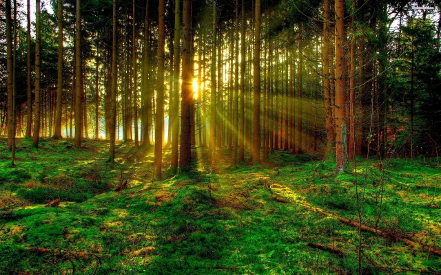 Sun Trees - 1920x1080 Wallpaper - teahub.io