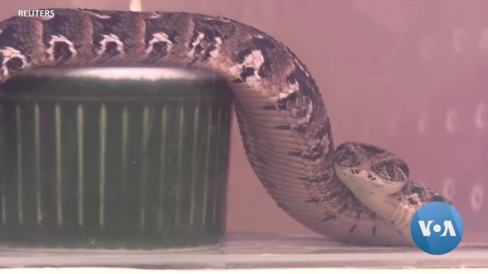 Rock Python - 2048x1152 Wallpaper - teahub.io