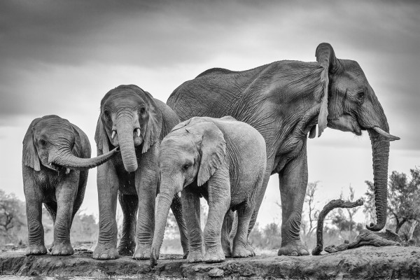Photo Wallpaper A Giant Unity - Elephant Oxpecker - 1500x1000 Wallpaper ...