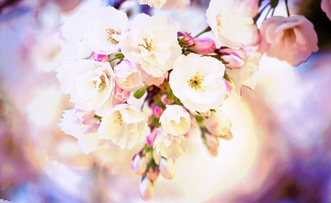 Spring Wallpapers For Ipad - 1024x1024 Wallpaper - teahub.io