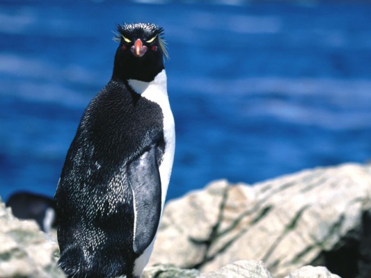 Capt - Rockhopper - Penguin In A Boat - 1280x1024 Wallpaper - teahub.io