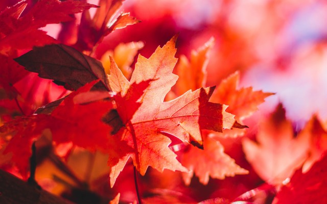 Red Leave Color - 2560x1600 Wallpaper - teahub.io