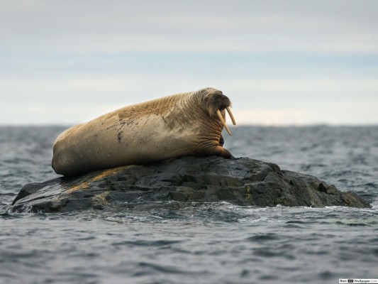 Robbaz Walrus Wallpaper