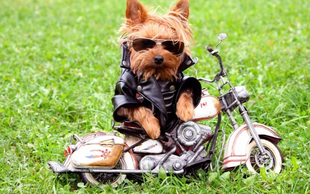 Hd Wallpapers Dog Rocker - Cool Backgrounds Dogs - 2560x1600 Wallpaper ...