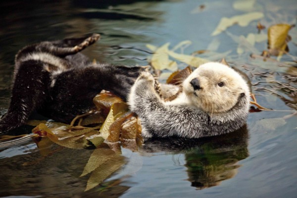 Sea Otter Feet - 864x575 Wallpaper - teahub.io