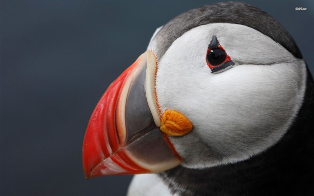 Maskonur Dziób - 1920x1200 Wallpaper - teahub.io