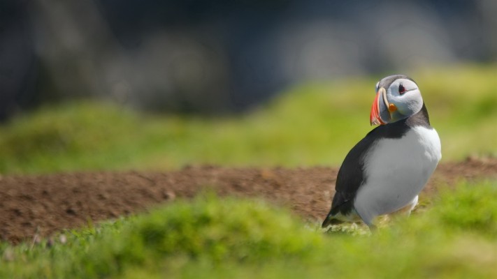 Cute Elf Puffin Bird Photography Wallpaper - Atlantic Puffin - 1366x768 ...